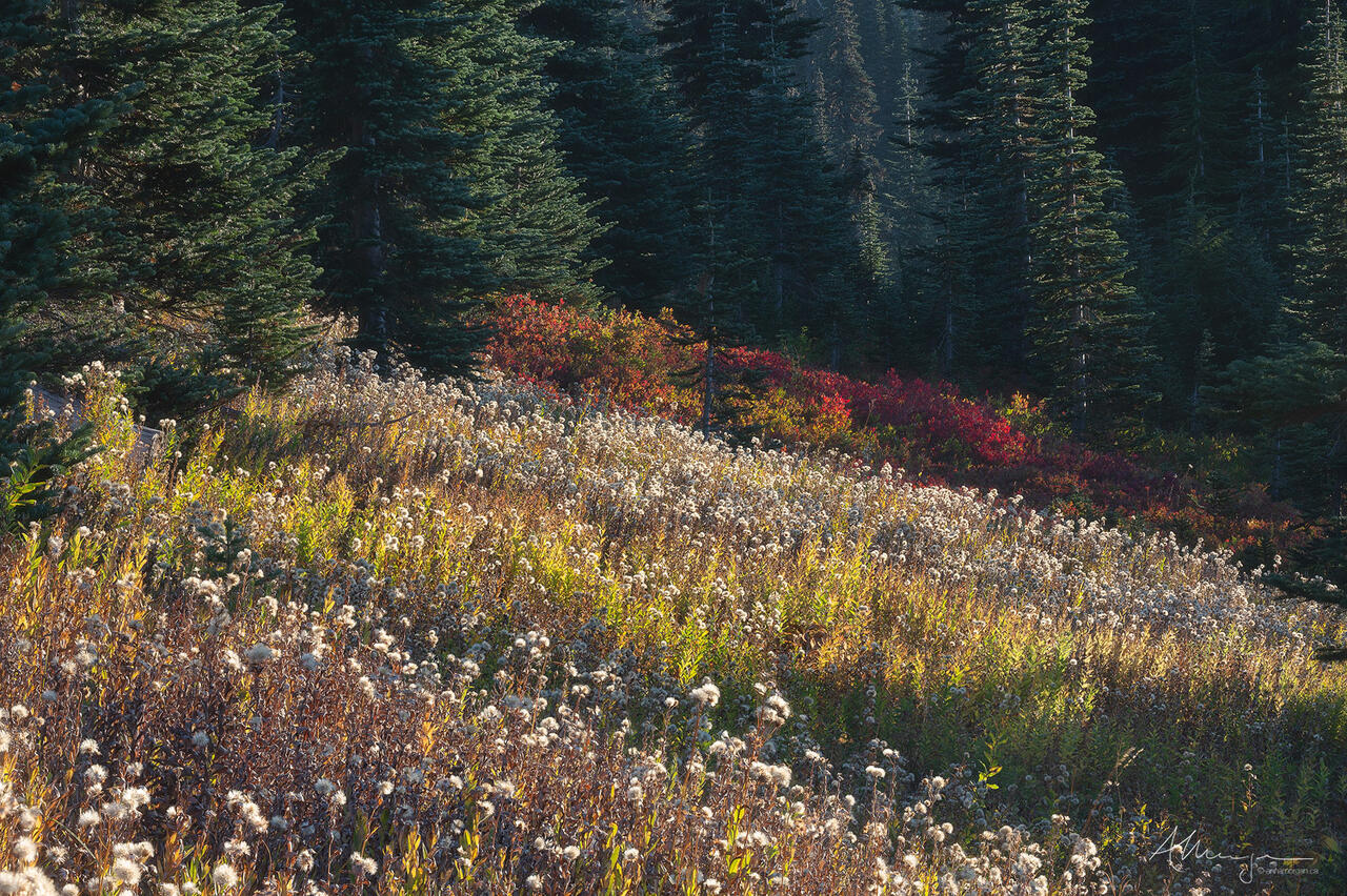 Alpine Meadows | Mt Rainier National Park | Anna Morgan Photography