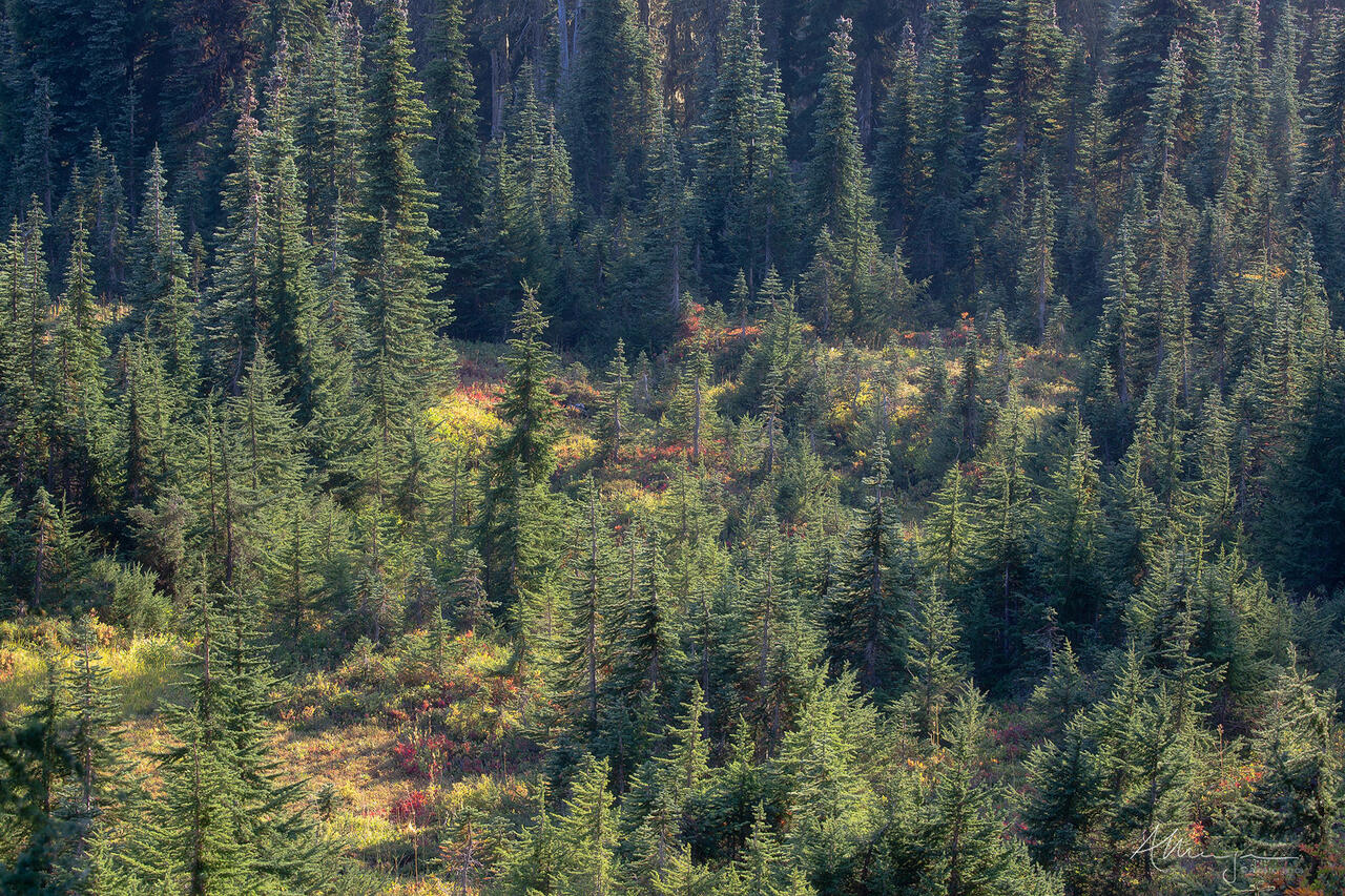 Cascadia | Mt Rainier National Park | Anna Morgan Photography
