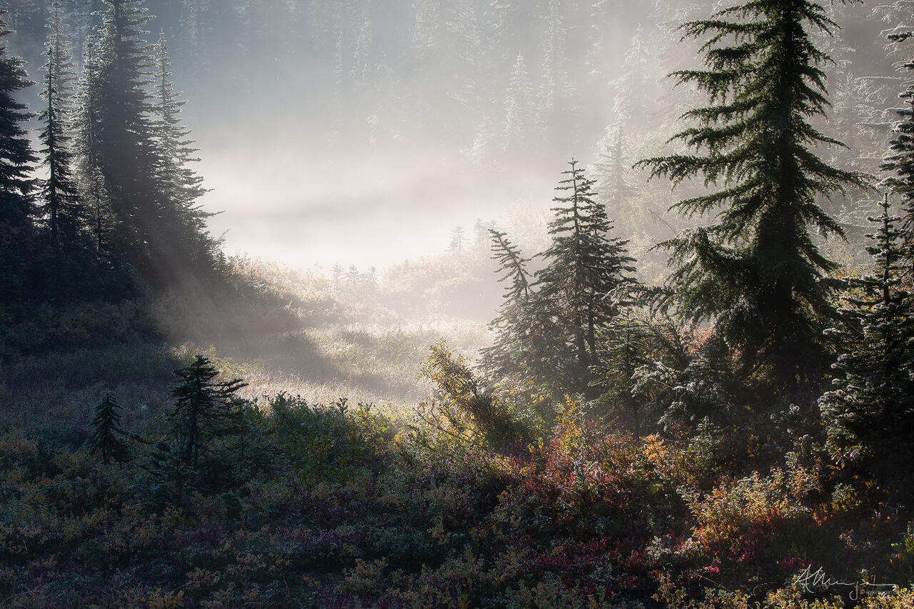 Morning Magic | Mt Rainier National Park | Anna Morgan Photography