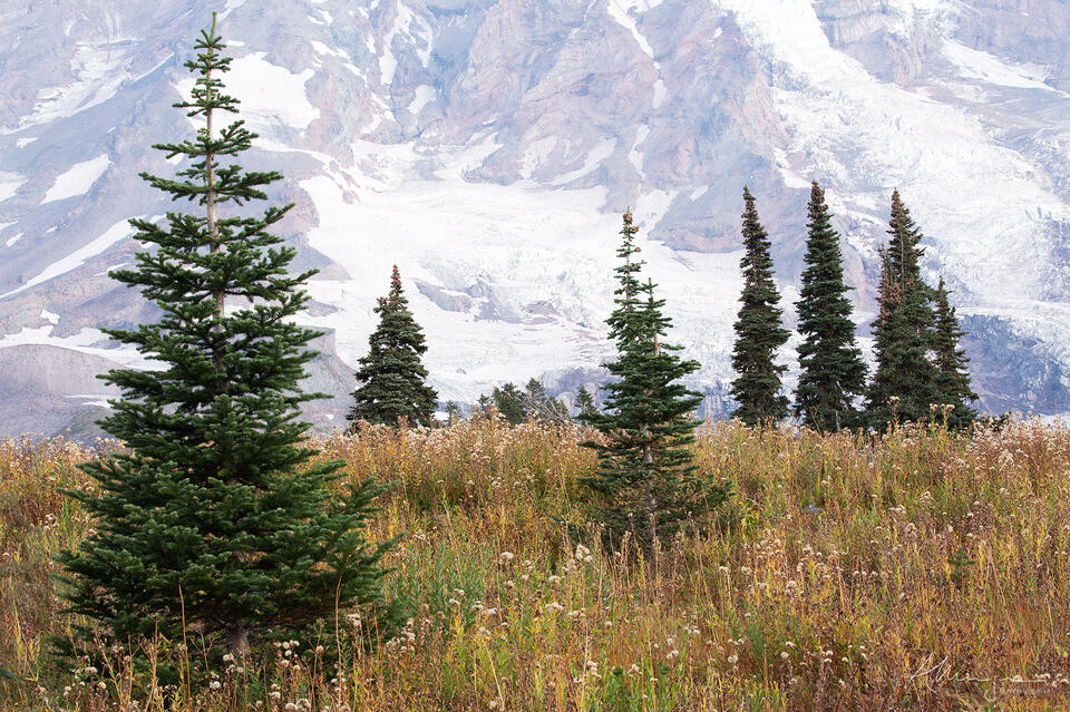 Bearing Witness | Mt Rainier National Park | Anna Morgan Photography