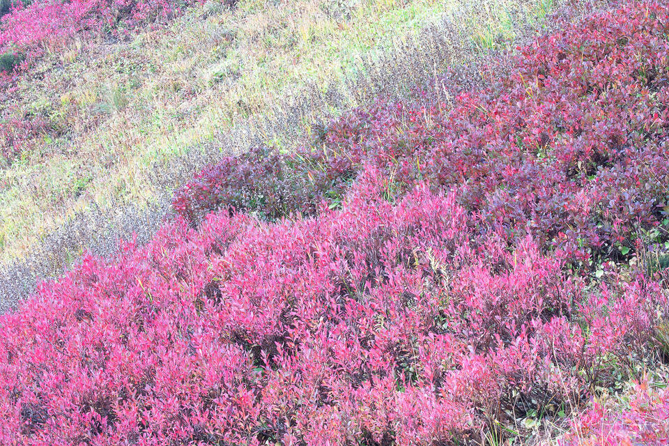Layers of Magenta | Mt Rainier National Park | Anna Morgan Photography