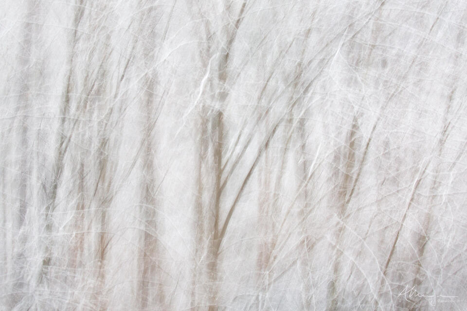 Solstice Snows | Port Moody, British Columbia | Anna Morgan Photography