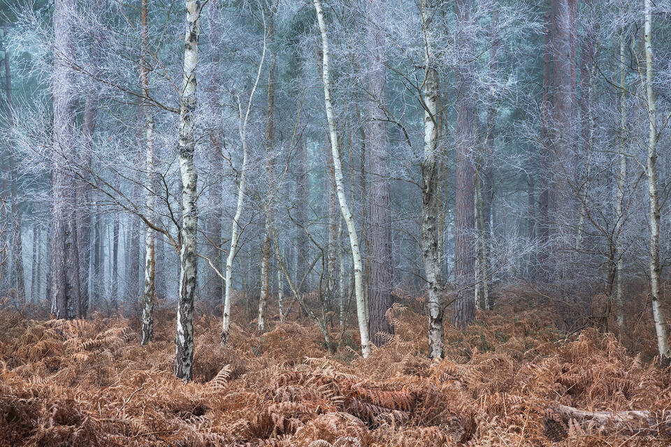 Winter Veil | England | Anna Morgan Photography