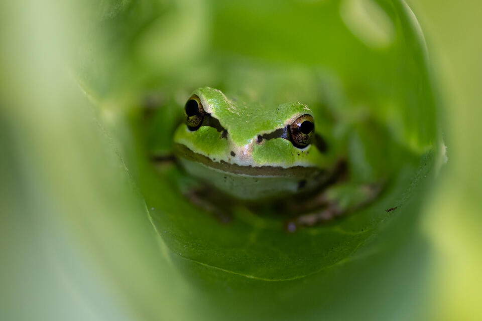 Pacific Tree Frog | British Columbia | Anna Morgan Photography