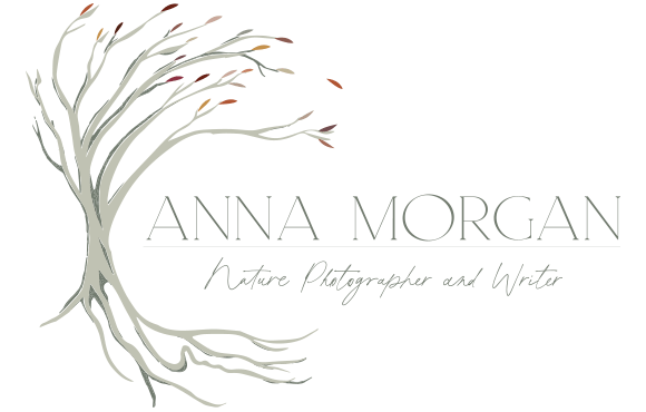 Anna Morgan Photography
