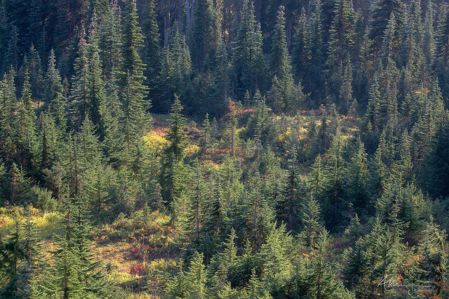 Cascadia | Mt Rainier National Park | Anna Morgan Photography