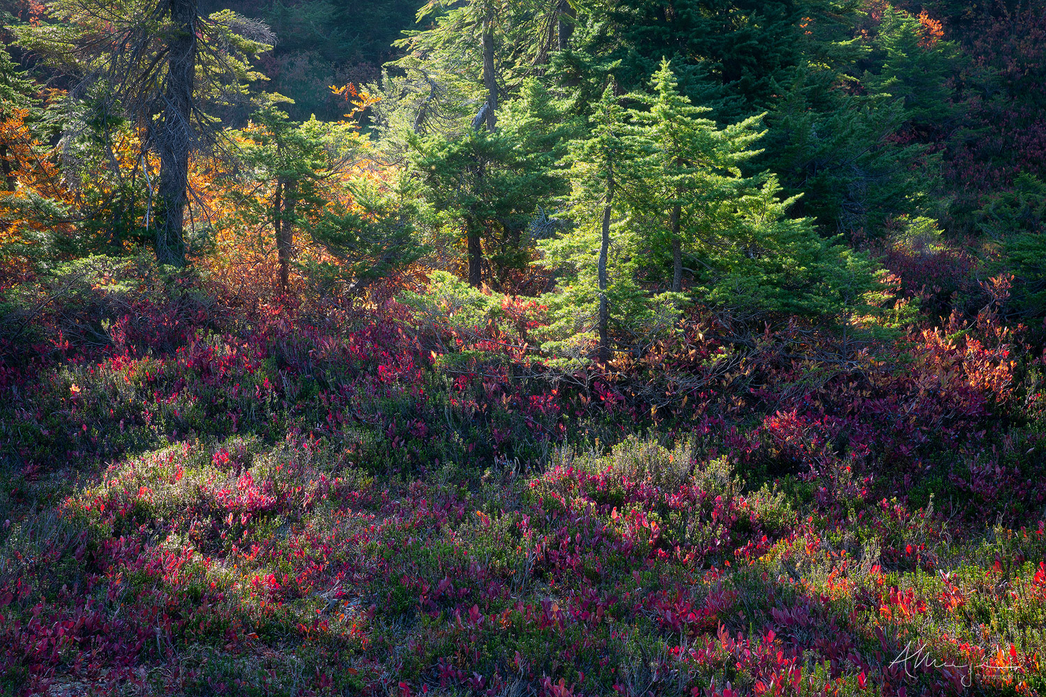Making Kin | Mt. Baker-Snoqualmie National Forest | Anna Morgan Photography