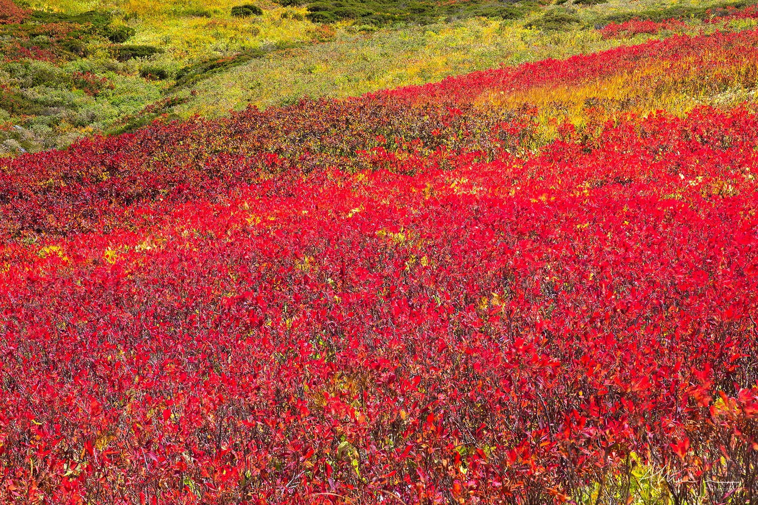 Red Routing | Mt Rainier National Park | Anna Morgan Photography